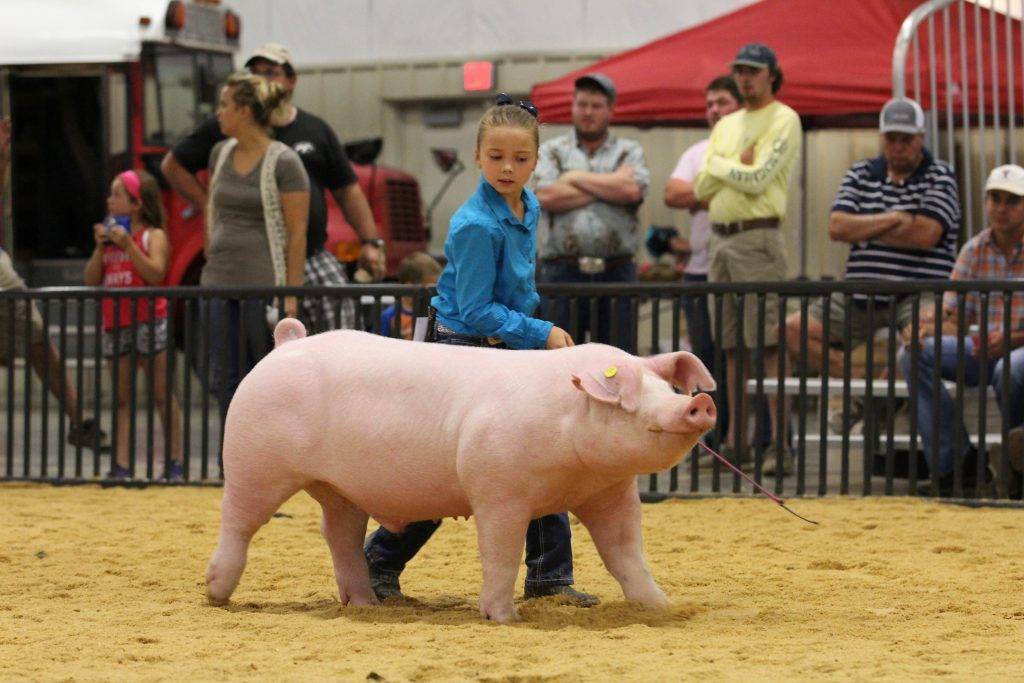 2017 NJSA Southwest Regional Landrace Barrow Show | National Swine Registry