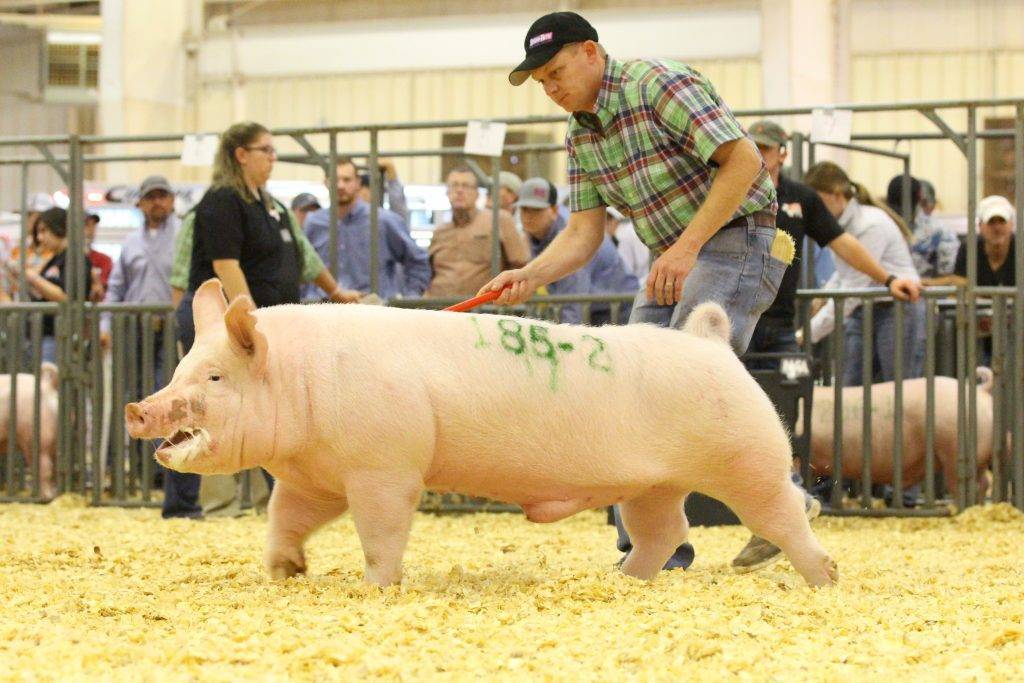 2017 NSR Fall Classic Yorkshire Show | National Swine Registry