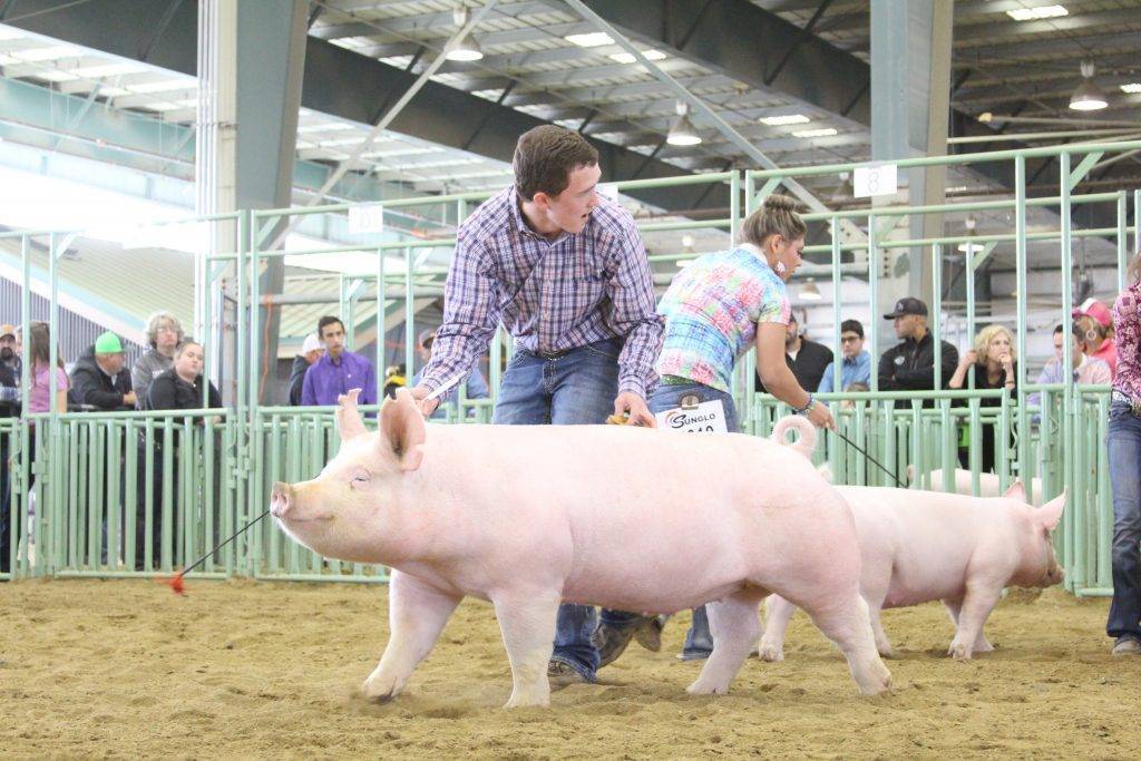 2017 NJSA Western Regional Yorkshire Gilt Show | National Swine Registry