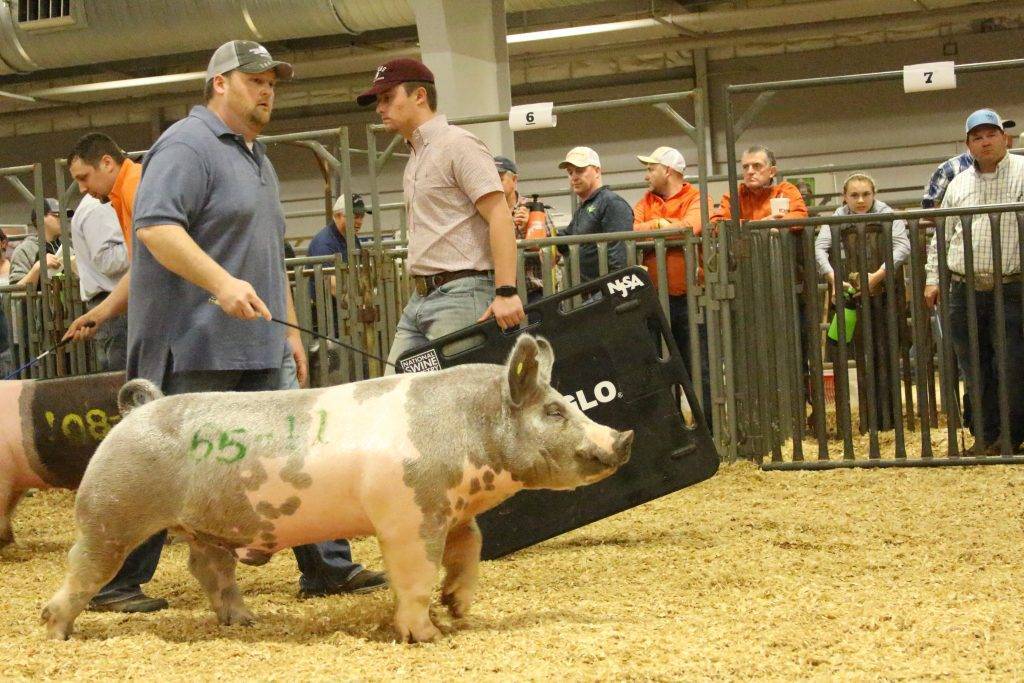 2018 NSR Southwest Type Conference Crossbred Boar Show | National Swine ...