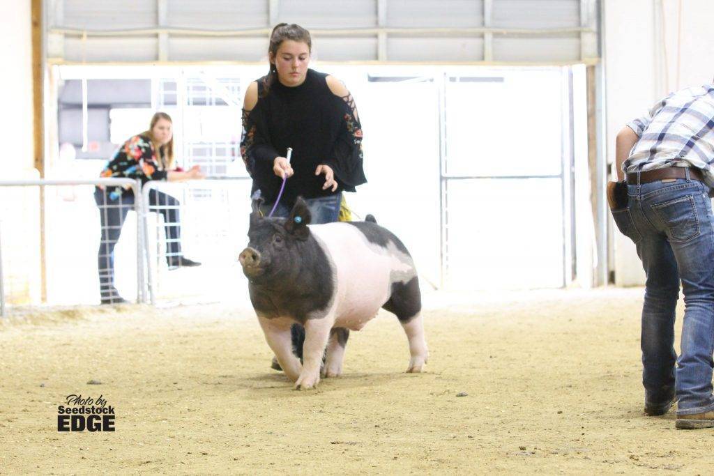 2018 NBS Open Crossbred Market Hog Show | National Swine Registry