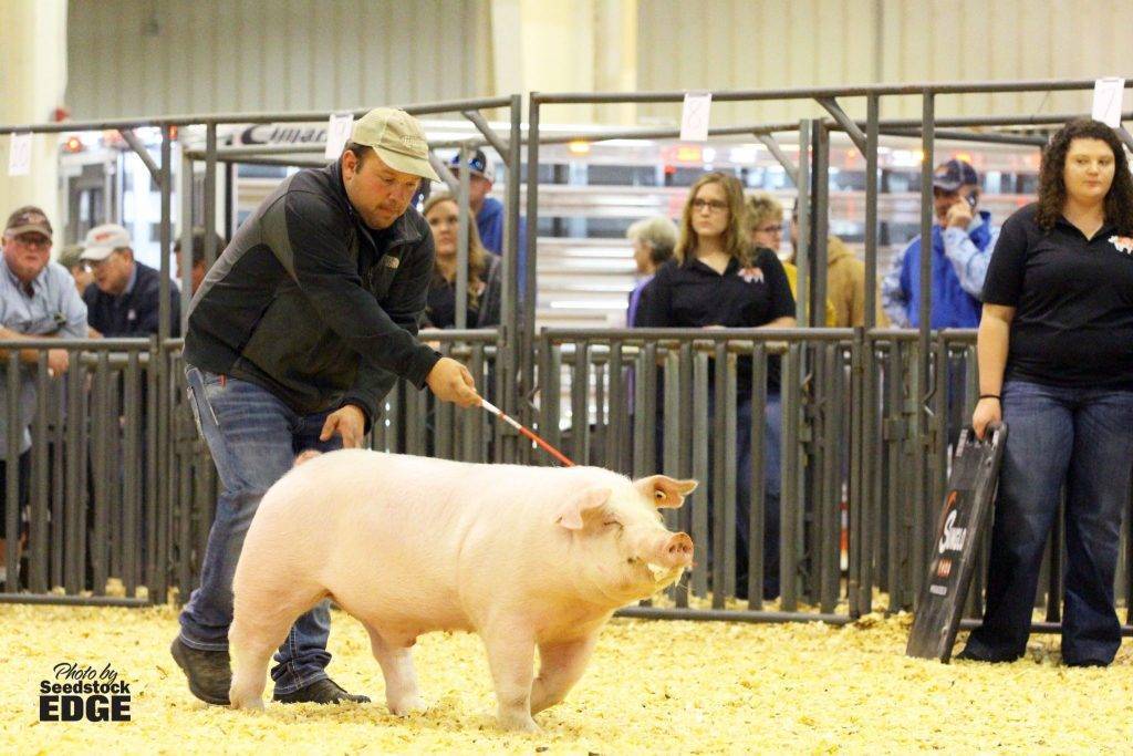 2018 NSR Fall Classic Landrace Show | National Swine Registry