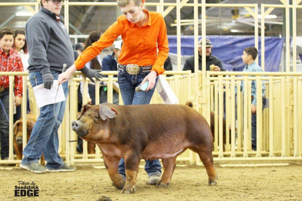 2018 NJSA Western Regional Duroc Gilt Show | National Swine Registry