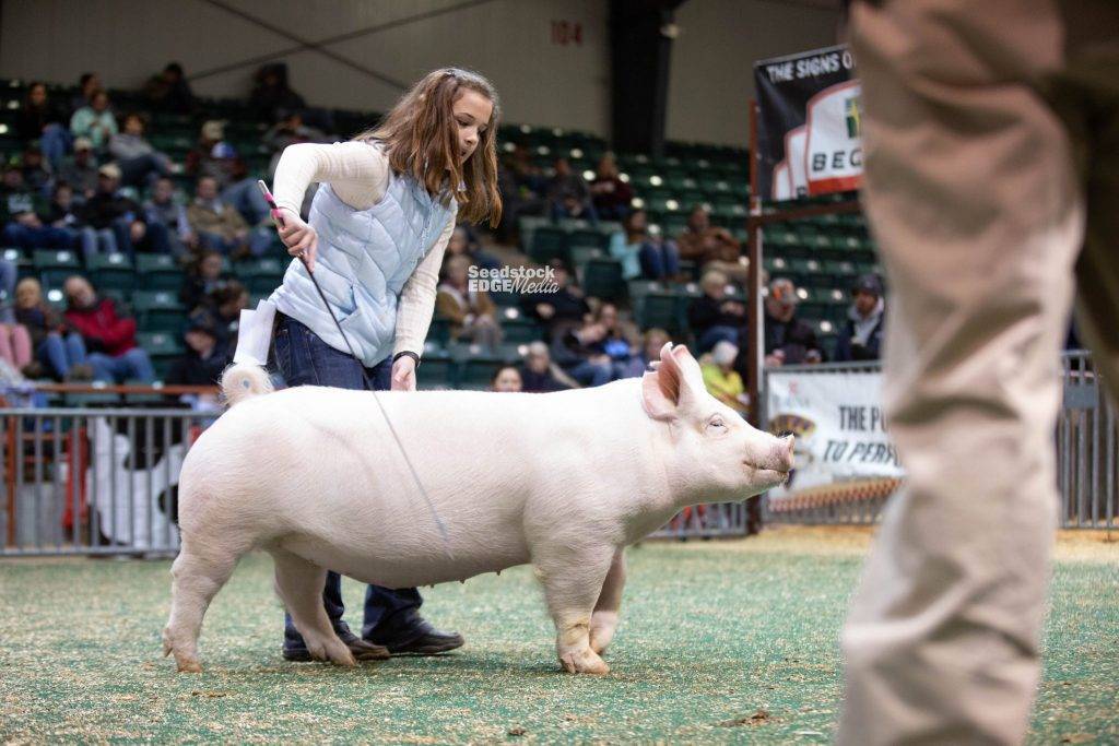 2019 NJSA Southeast Regional Yorkshire Gilt Show | National Swine Registry