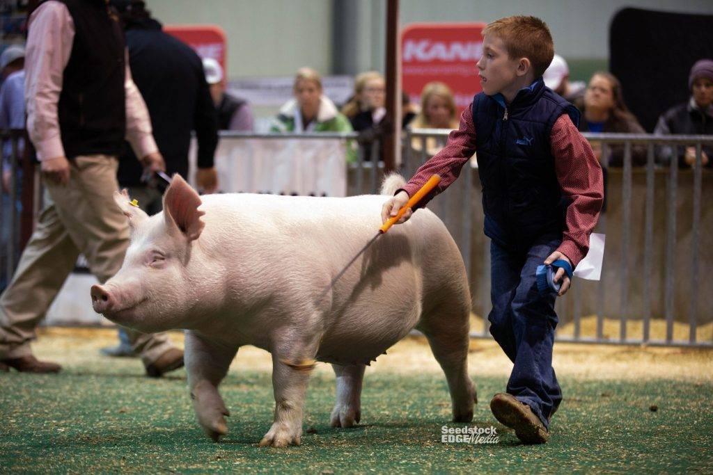 2019 NJSA Southeast Regional Yorkshire Gilt Show | National Swine Registry