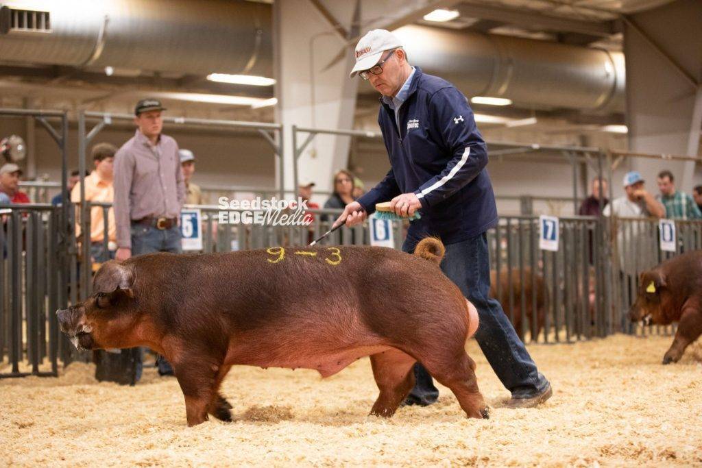 2019 NSR Southwest Type Conference Duroc Show | National Swine Registry