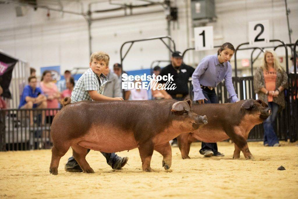 2019 Southwest Regional Duroc Gilt Show | National Swine Registry