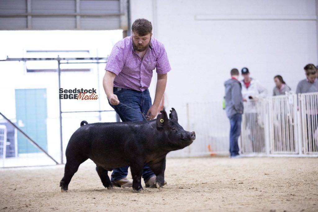 2019 NBS Junior Classic Crossbred Market Hog Show | National Swine Registry