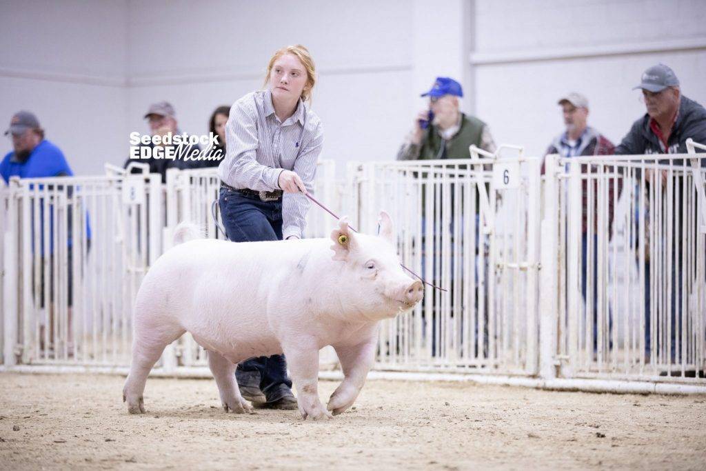 2019 NBS Junior Classic Yorkshire Market Hog Show | National Swine Registry