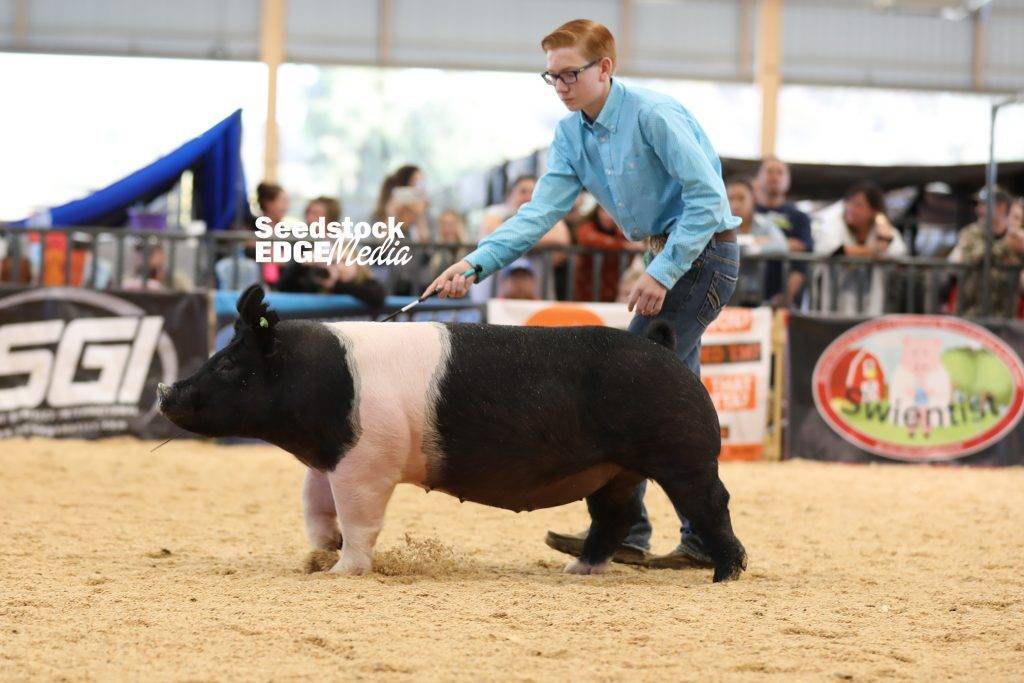 2019 Western Regional Overall Purebred Gilt Show | National Swine Registry