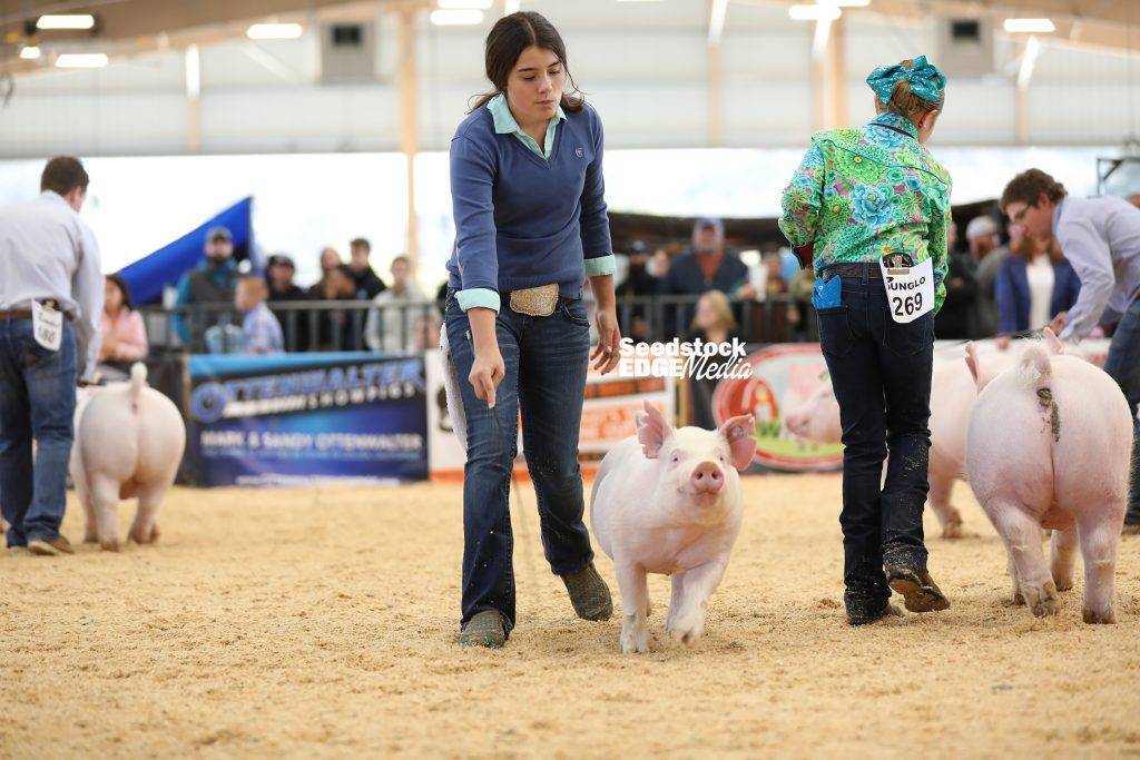 2019 Western Regional Yorkshire Gilt Show | National Swine Registry