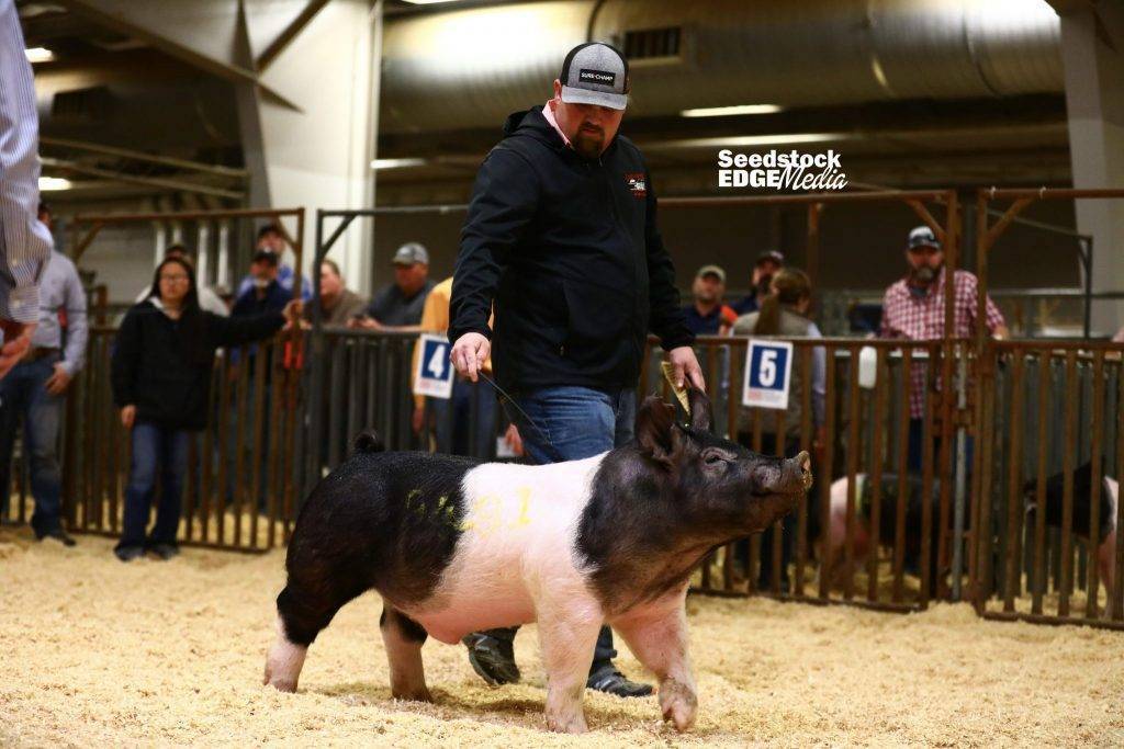 2020 Southwest Type Conference Crossbred Boar Sale | National Swine ...