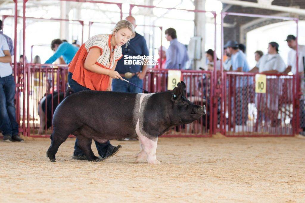 2020 National Junior Show Hampshire Barrow Show | National Swine Registry