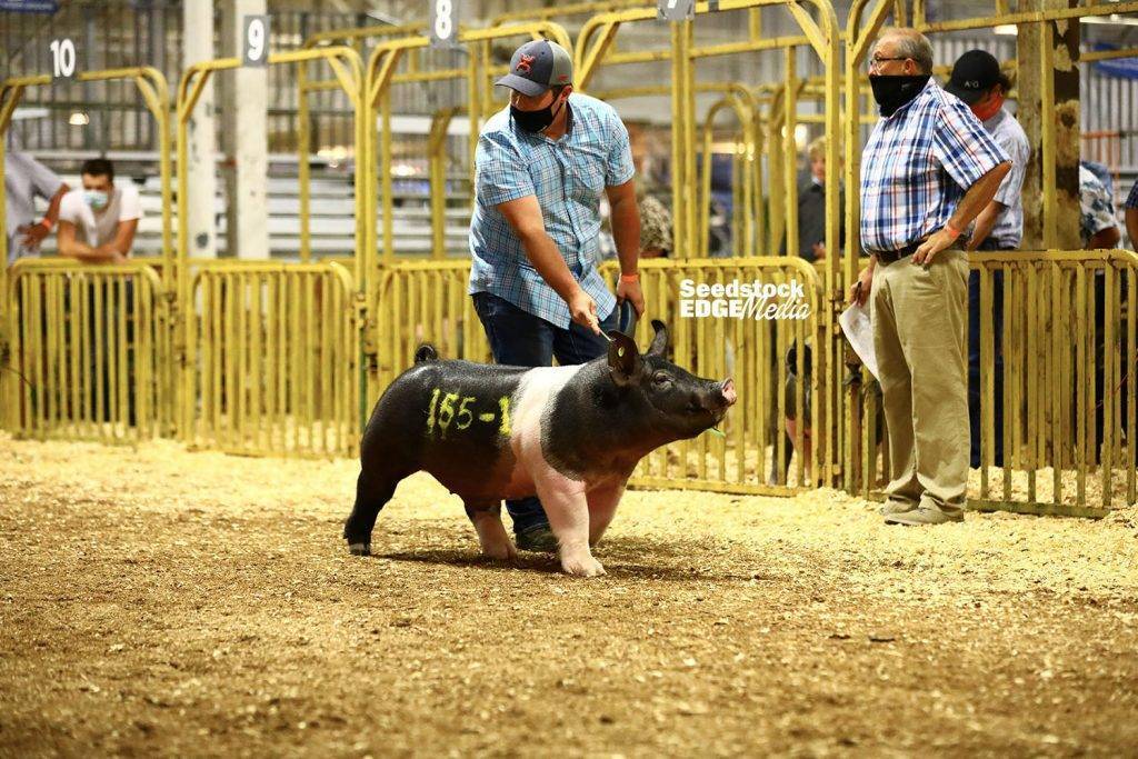 2020 The Midwestern Crossbred Boar Show | National Swine Registry