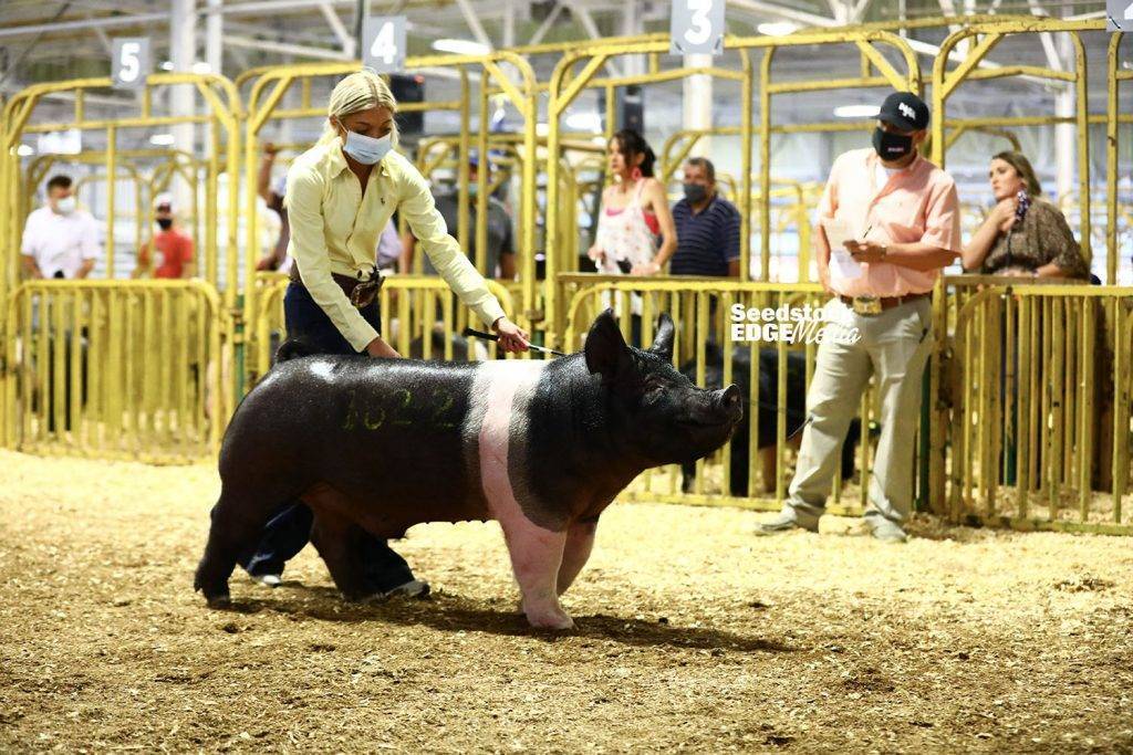 2020 The Midwestern Crossbred Boar Show | National Swine Registry