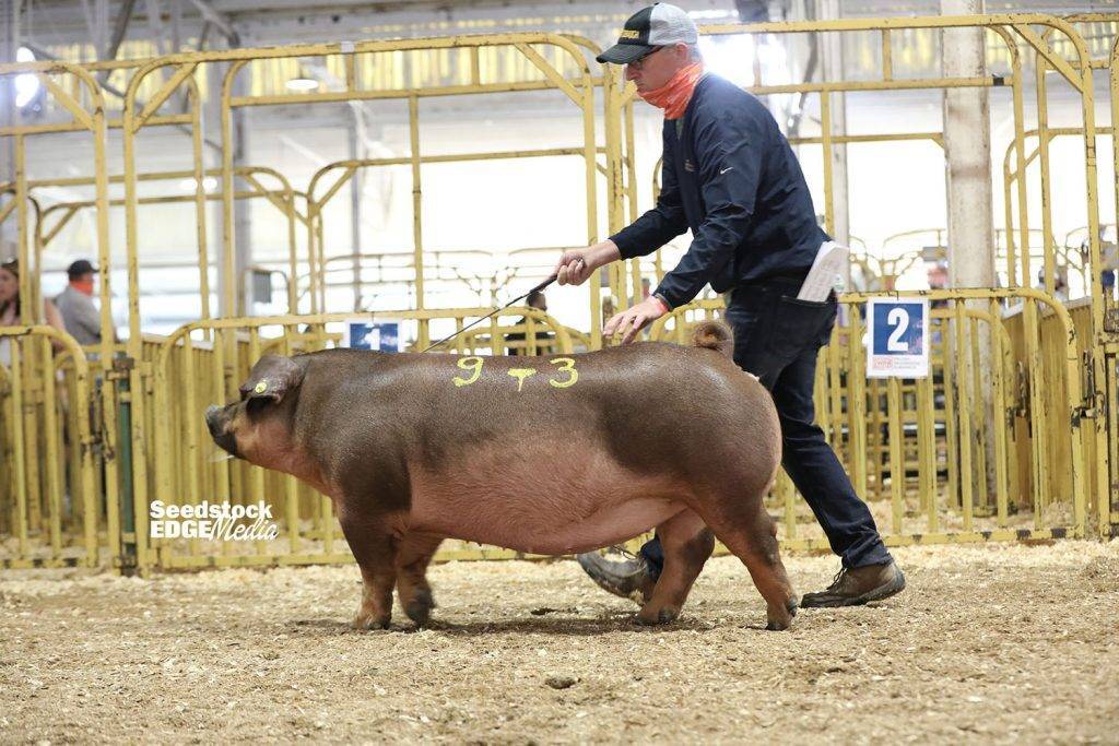2020 The Midwestern Duroc Show | National Swine Registry