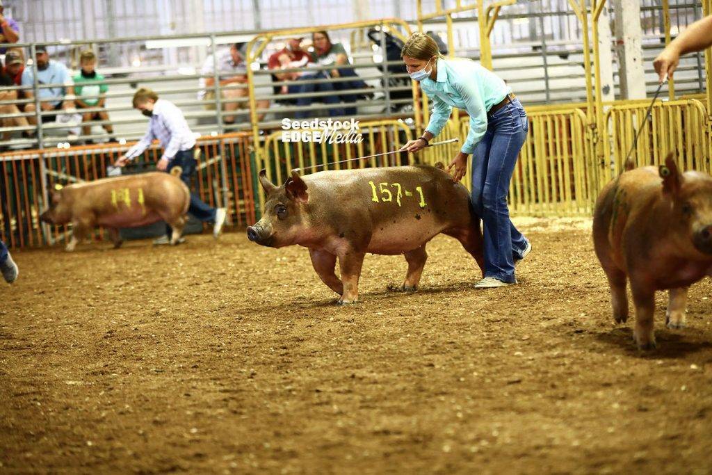 2020 The Midwestern Tamworth Show | National Swine Registry