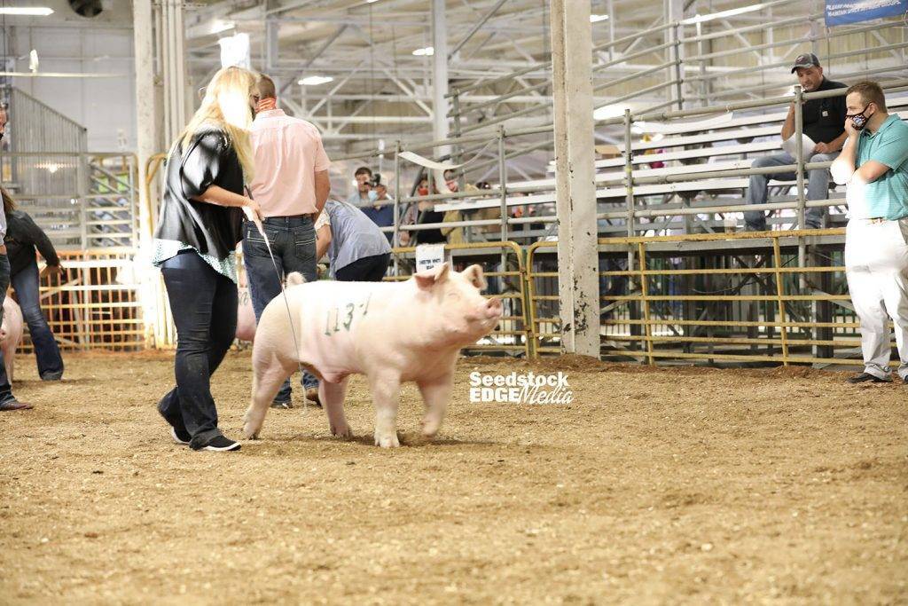 2020 The Midwestern Chester White Show | National Swine Registry