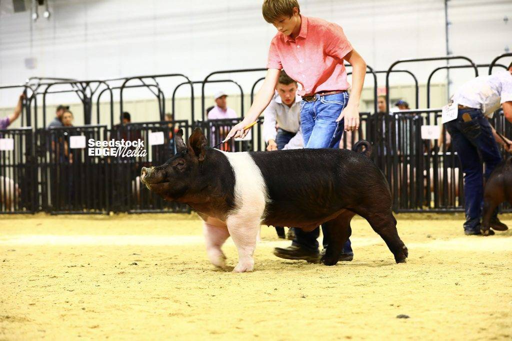 2020 Southwest Regional Hampshire Barrow Show | National Swine Registry