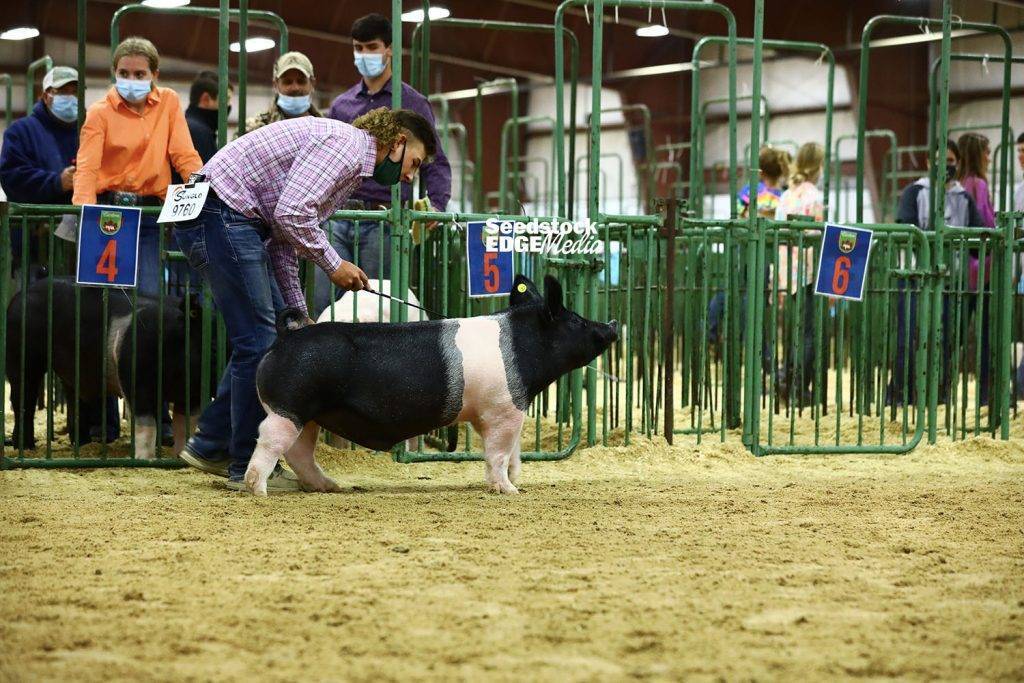 2020 Eastern Regional Crossbred Barrow Show | National Swine Registry