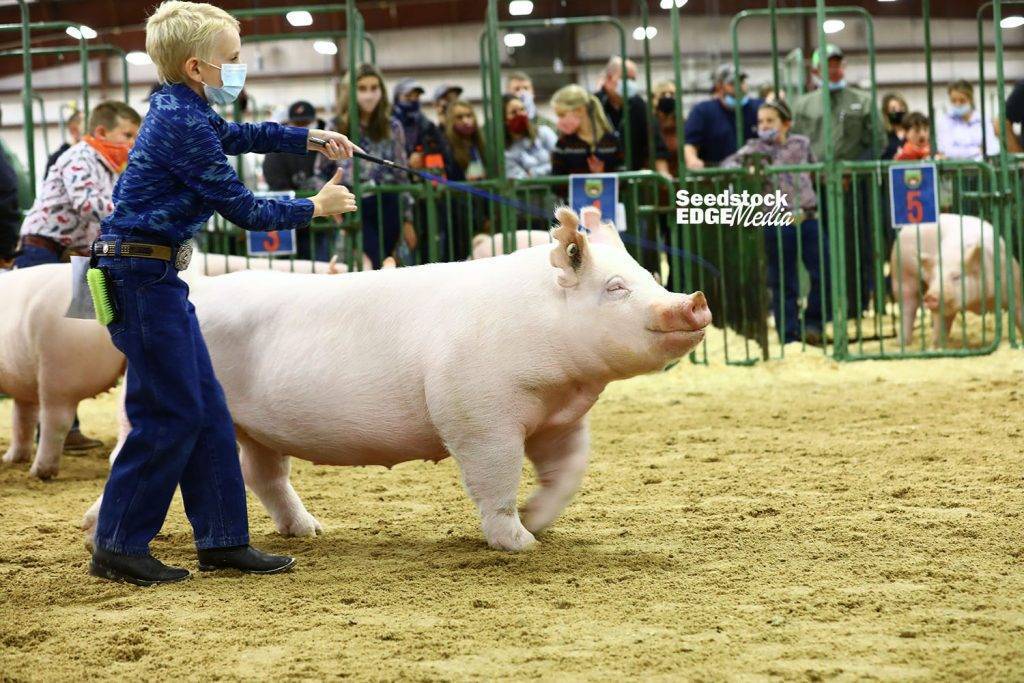 2020 Eastern Regional Yorkshire Gilt Show | National Swine Registry