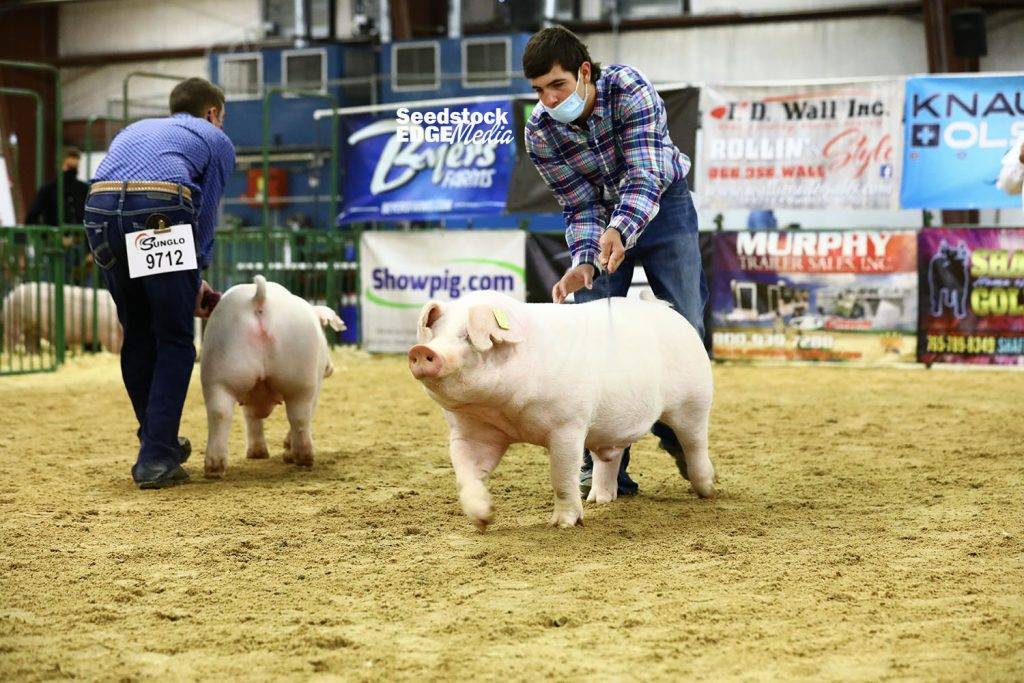2020 Eastern Regional Landrace Barrow Show | National Swine Registry