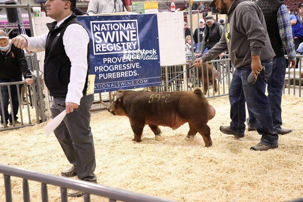 2020 Fall Classic Duroc Sale | National Swine Registry