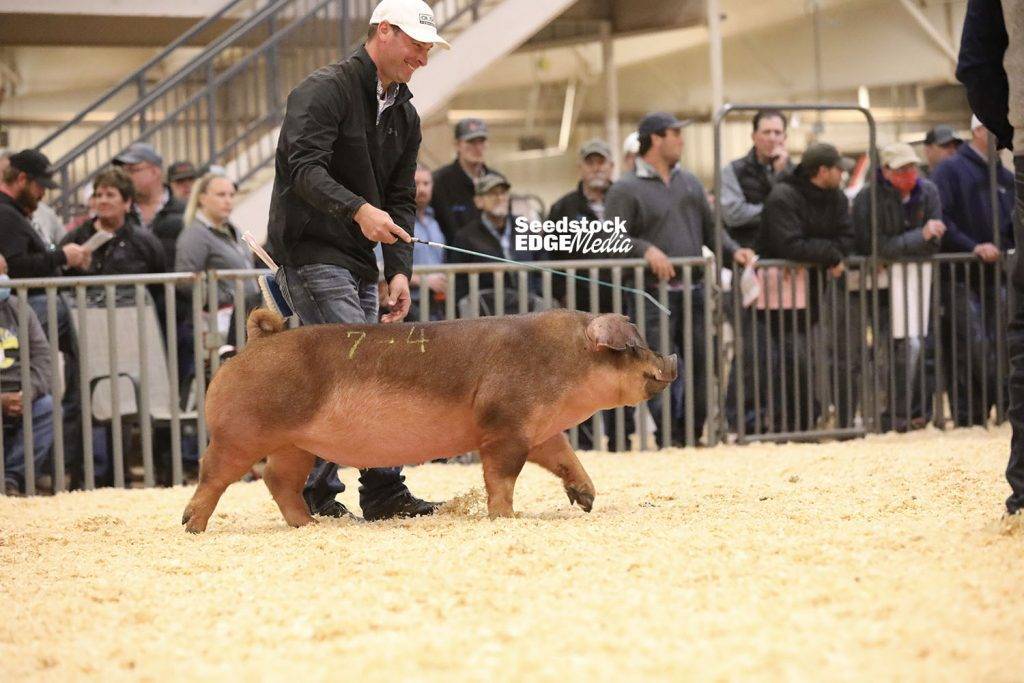 2020 Fall Classic Duroc Show | National Swine Registry
