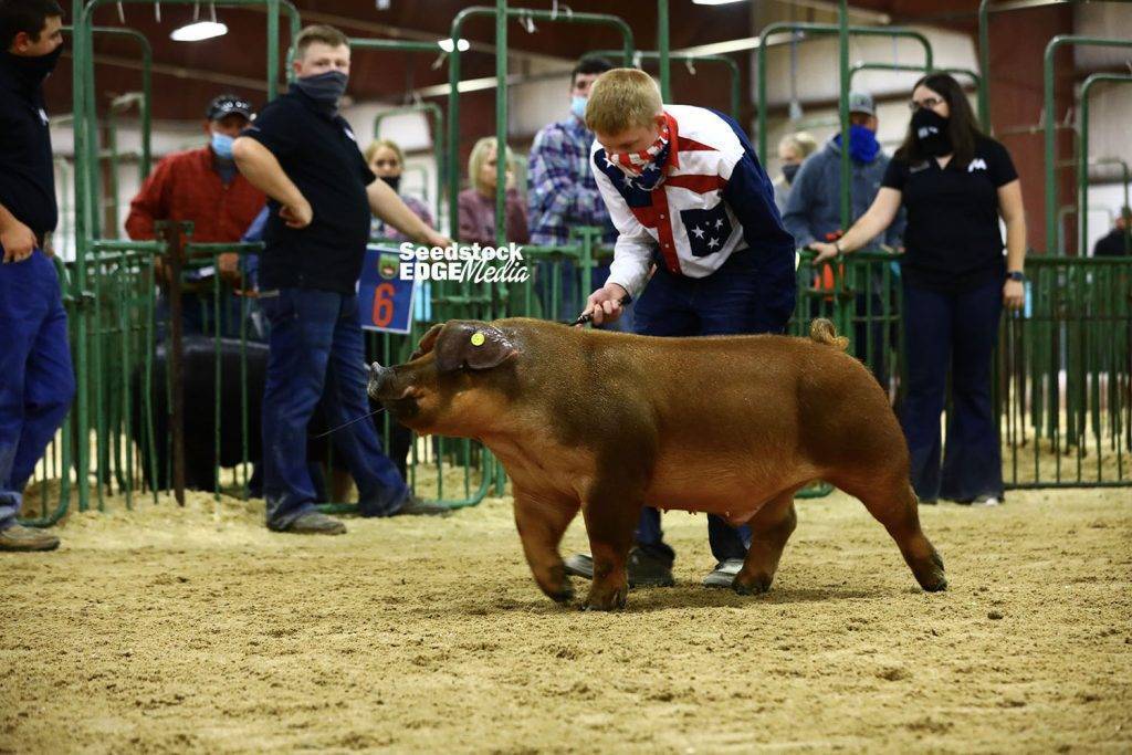 2020 Eastern Regional Overall Purebred Barrow Show | National Swine ...