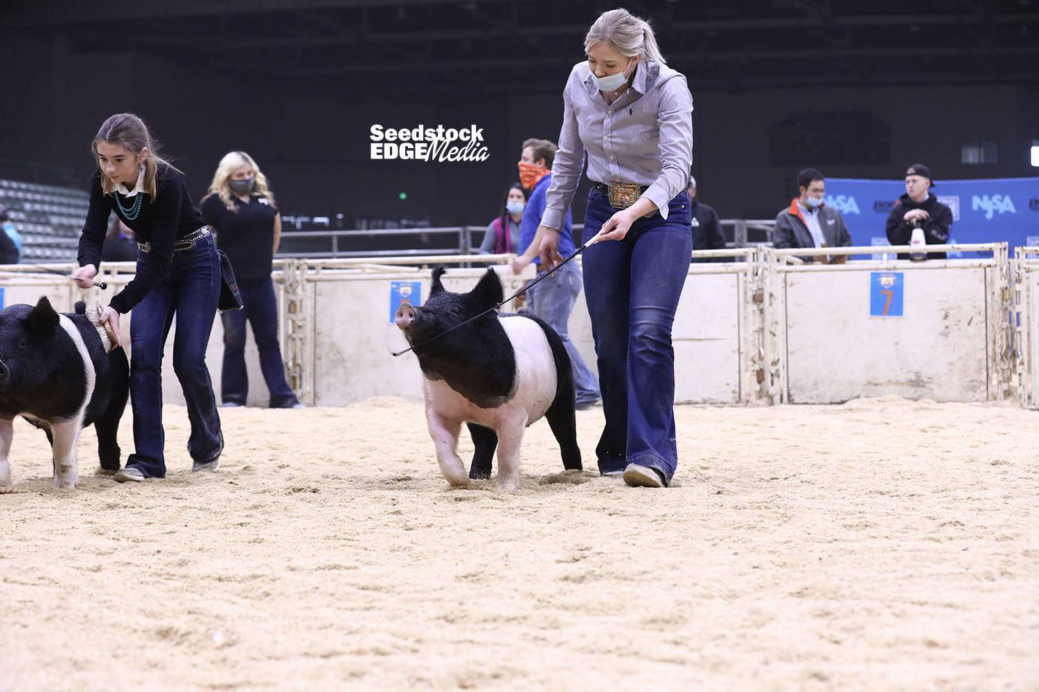 2020 Western Regional Hampshire Barrow Show | National Swine Registry