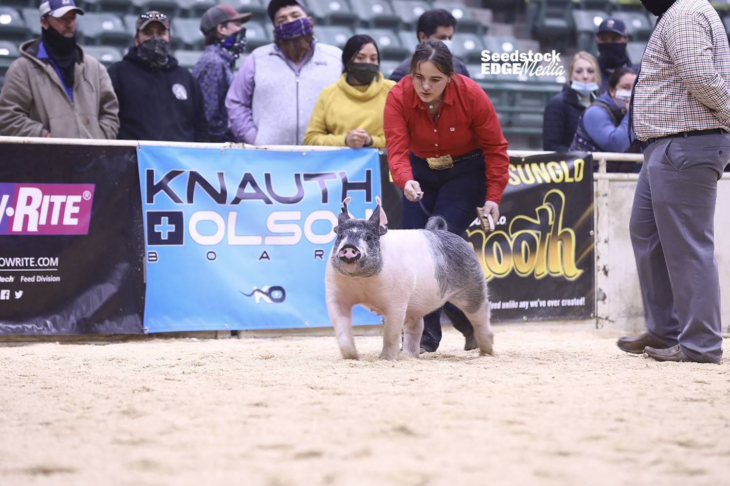 2020 Western Regional Crossbred Barrow Show | National Swine Registry