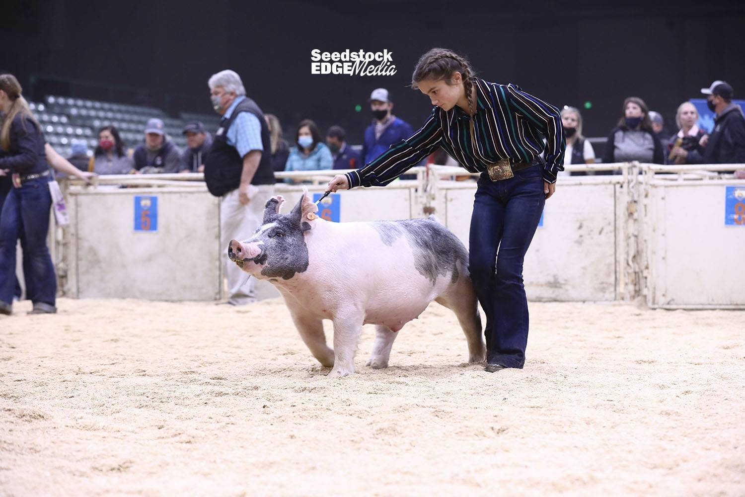 2020 Western Regional Crossbred Barrow Show | National Swine Registry