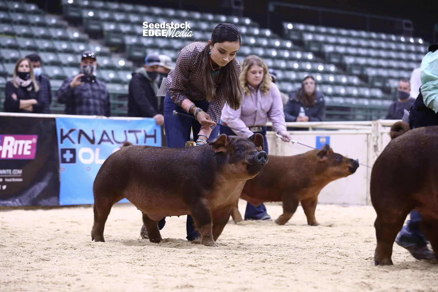 2020 Western Regional Duroc Barrow Show | National Swine Registry