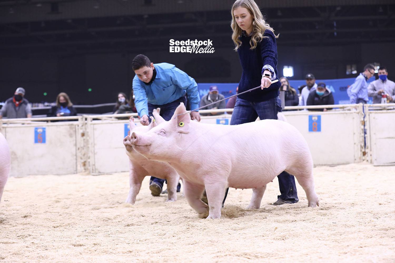 2020 Western Regional Yorkshire Gilt Show | National Swine Registry