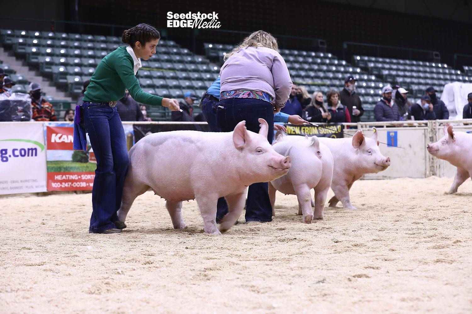 2020 Western Regional Yorkshire Gilt Show | National Swine Registry