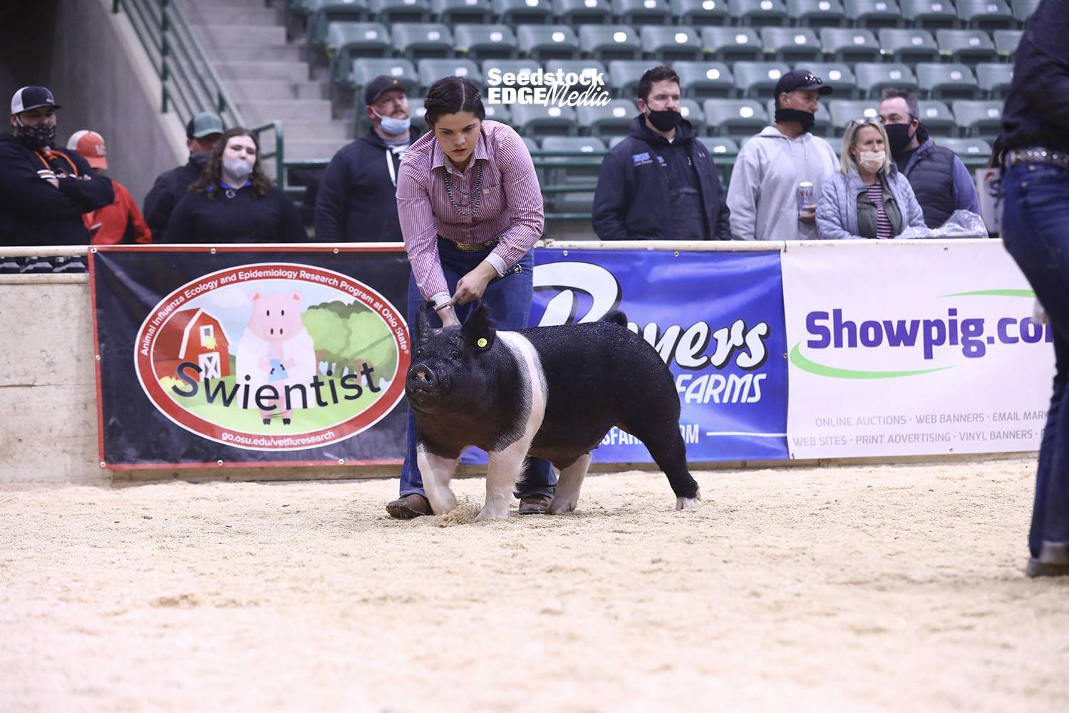 2020 Western Regional Crossbred Barrow Show | National Swine Registry