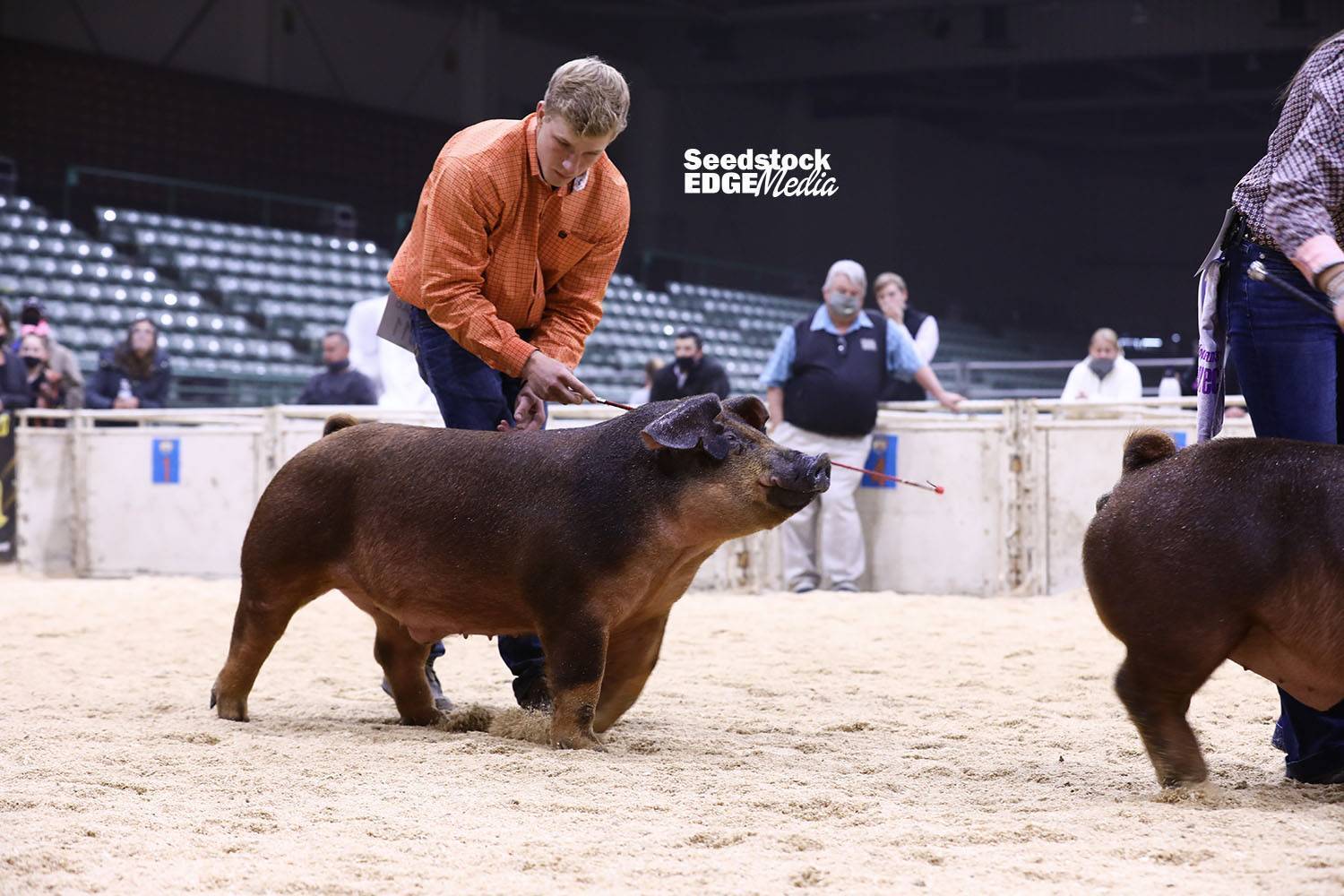 2020 Western Regional Overall Purebred Barrow Show | National Swine ...