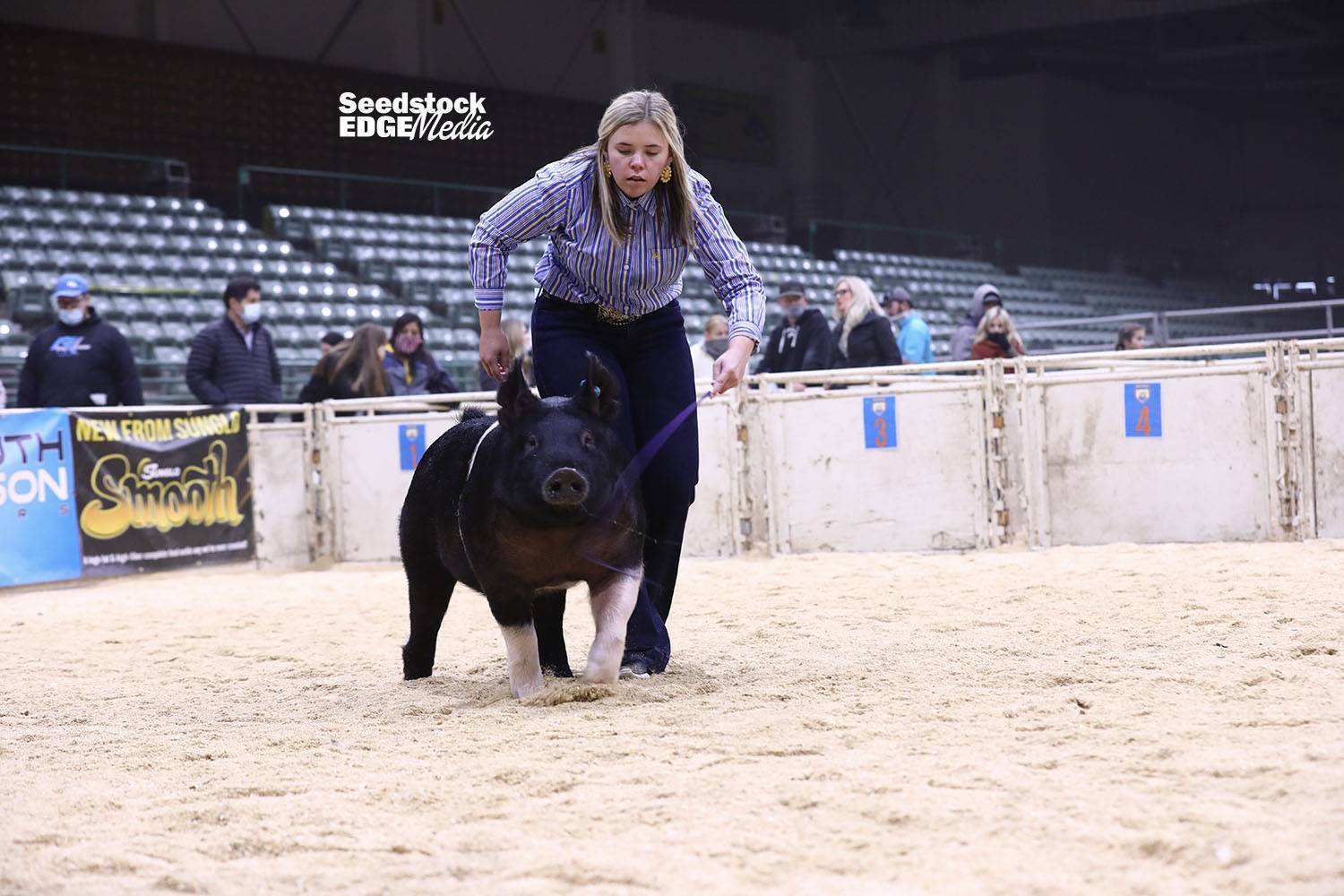 2020 Western Regional Hampshire Barrow Show | National Swine Registry