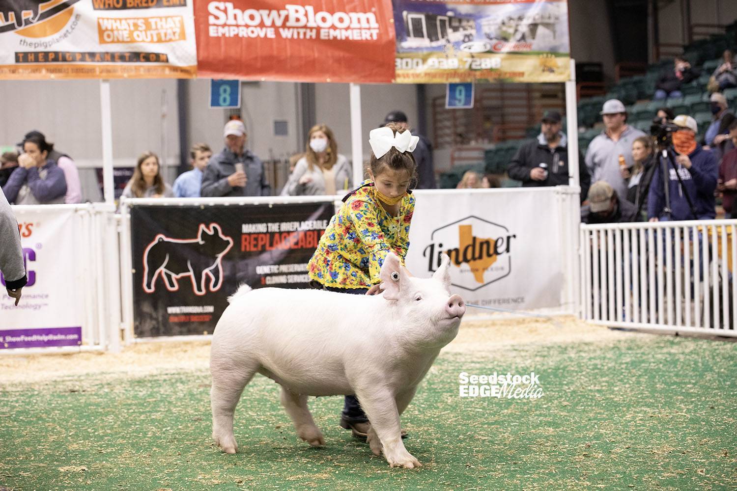 2021 Southeast Regional Yorkshire Gilt Show | National Swine Registry