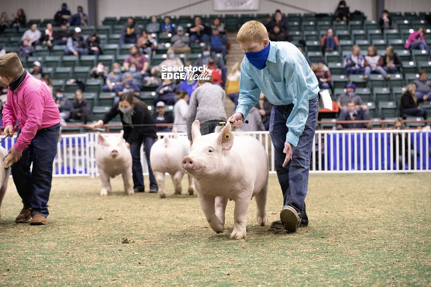 2021 Southeast Regional Yorkshire Barrow Show | National Swine Registry