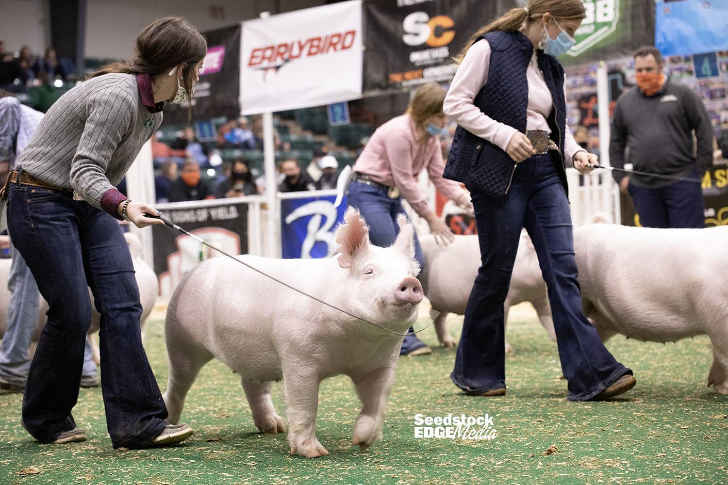 2021 Southeast Regional Yorkshire Gilt Show | National Swine Registry