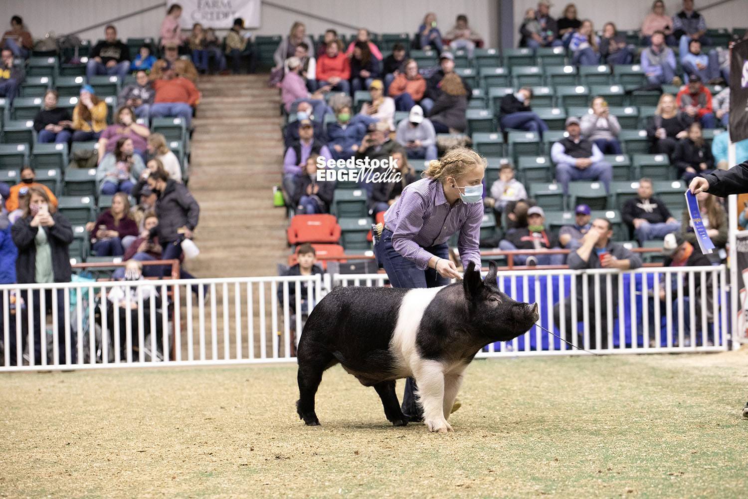 2021 Southeast Regional Hampshire Barrow Show | National Swine Registry