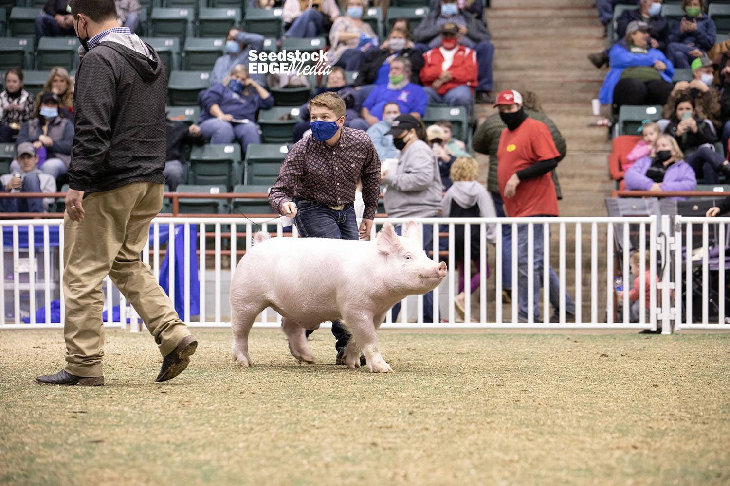 2021 Southeast Regional Yorkshire Barrow Show | National Swine Registry