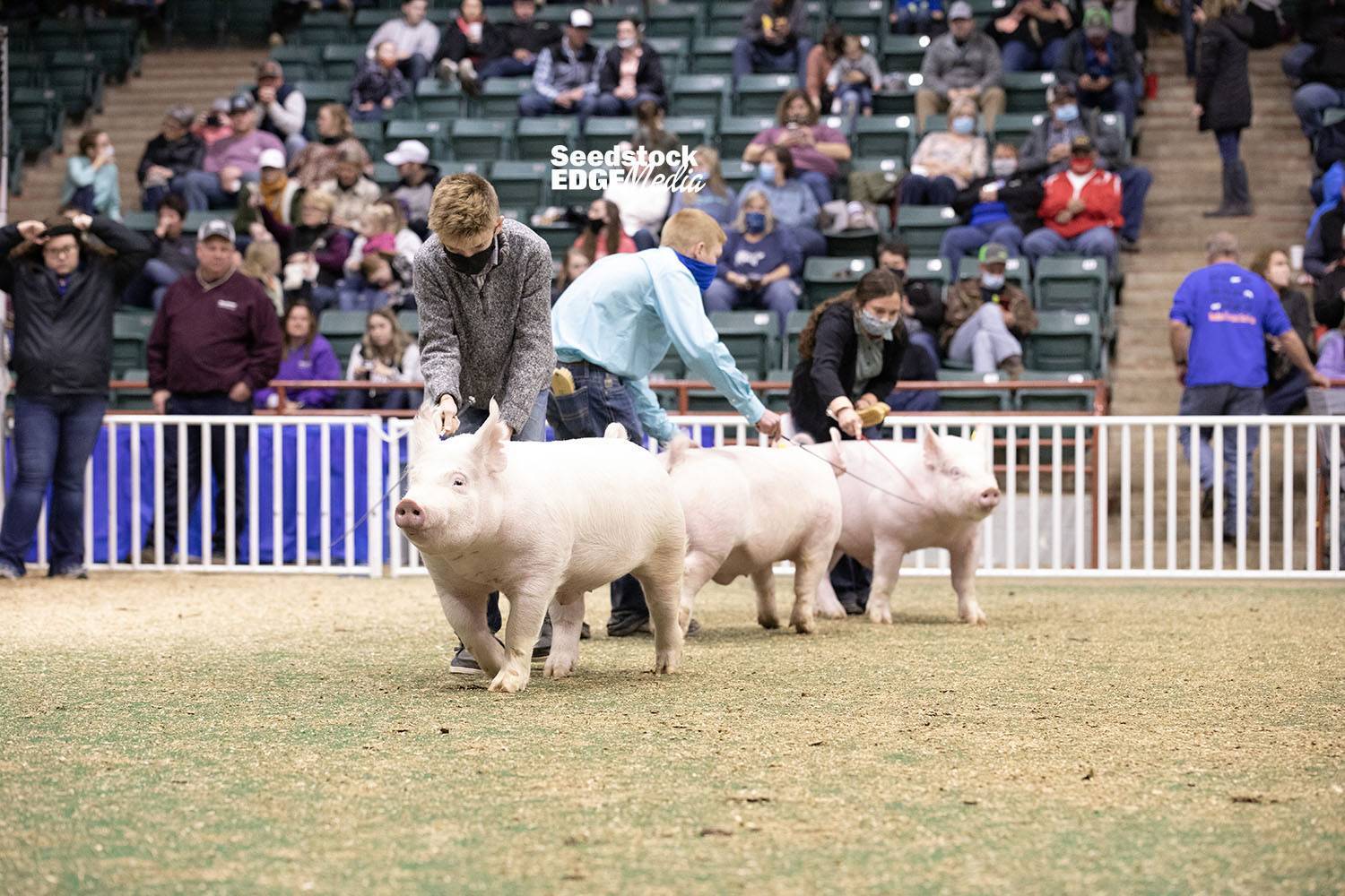 2021 Southeast Regional Yorkshire Barrow Show | National Swine Registry