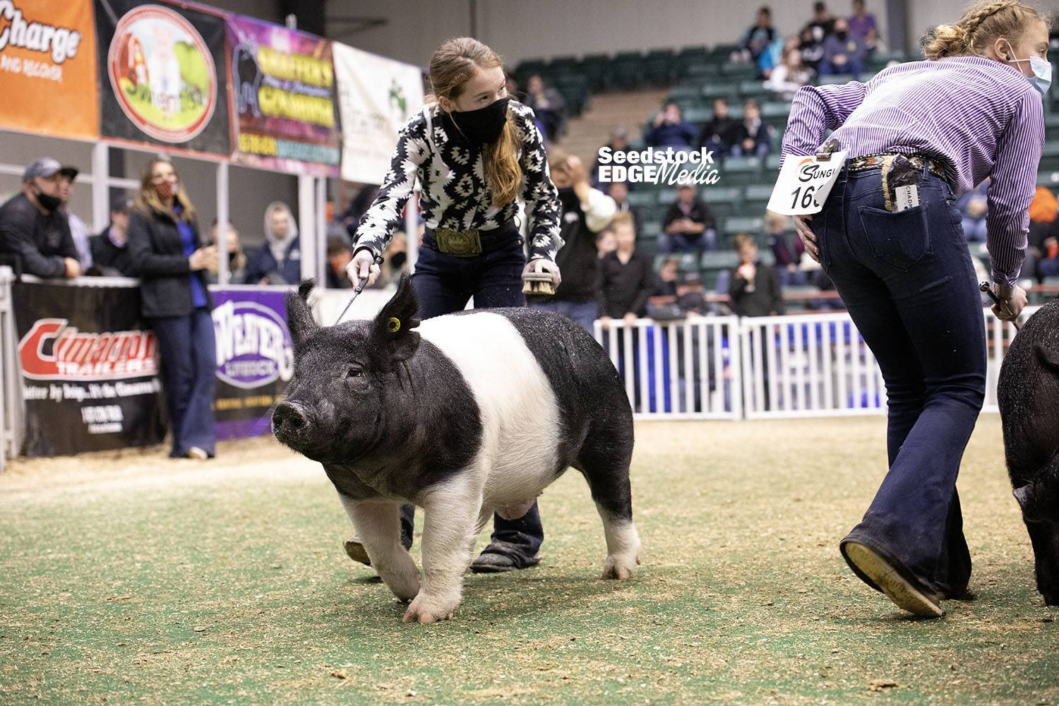 2021 Southeast Regional Overall Purebred Barrow Show | National Swine ...