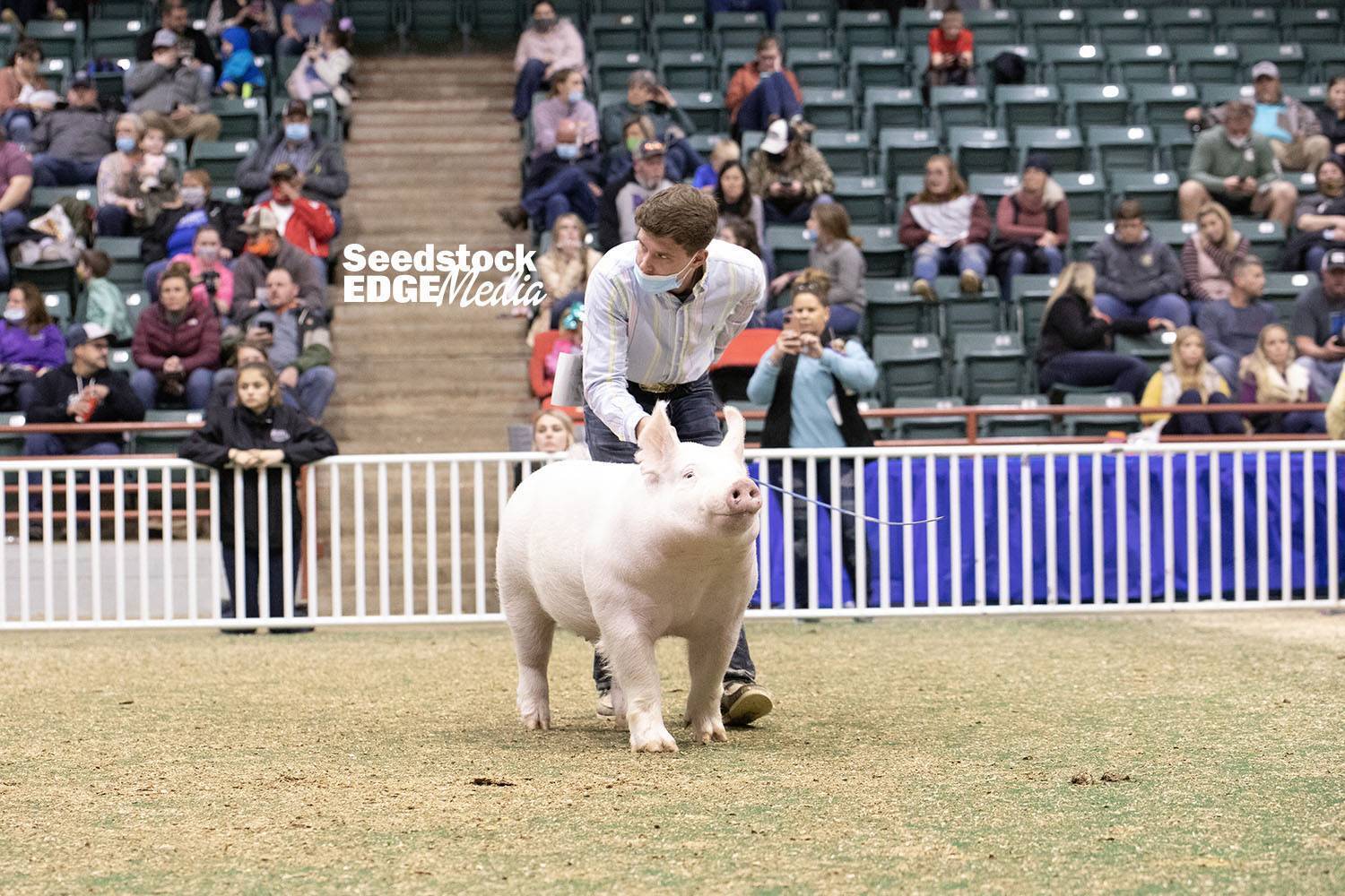 2021 Southeast Regional Yorkshire Barrow Show | National Swine Registry