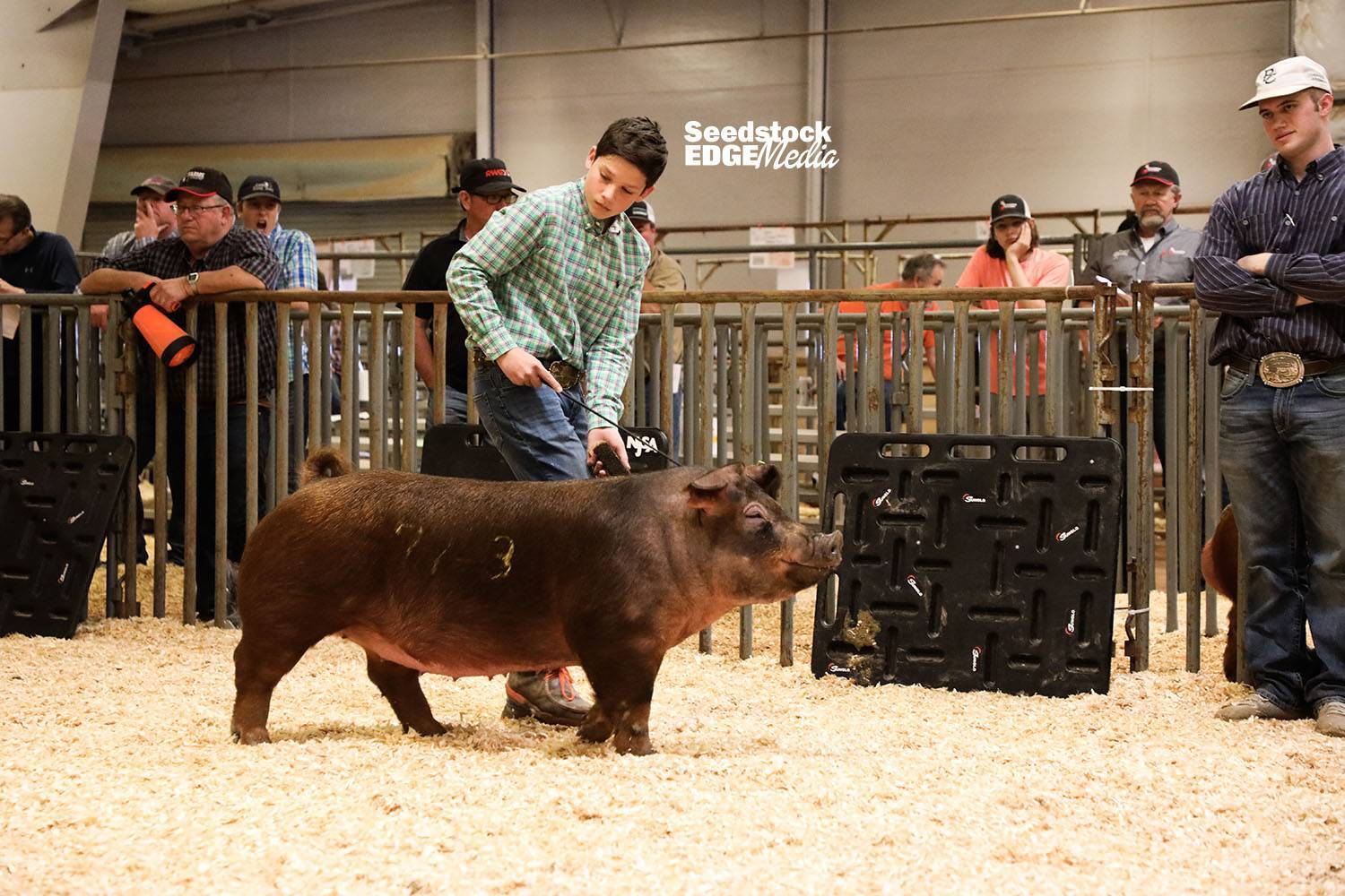 2021 Southwest Type Conference Duroc Show | National Swine Registry