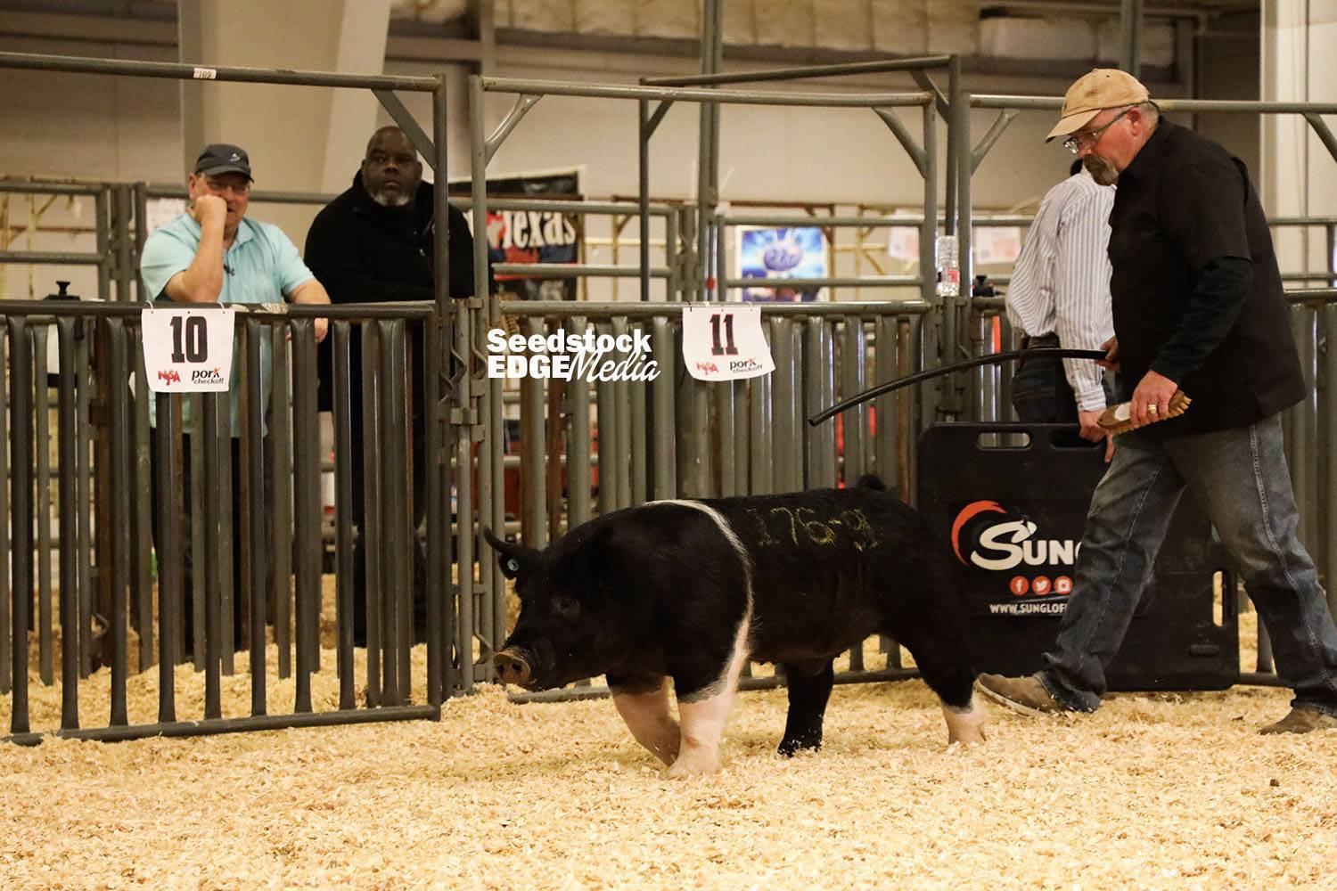 2021 Southwest Type Conference Crossbred Boar Show | National Swine ...