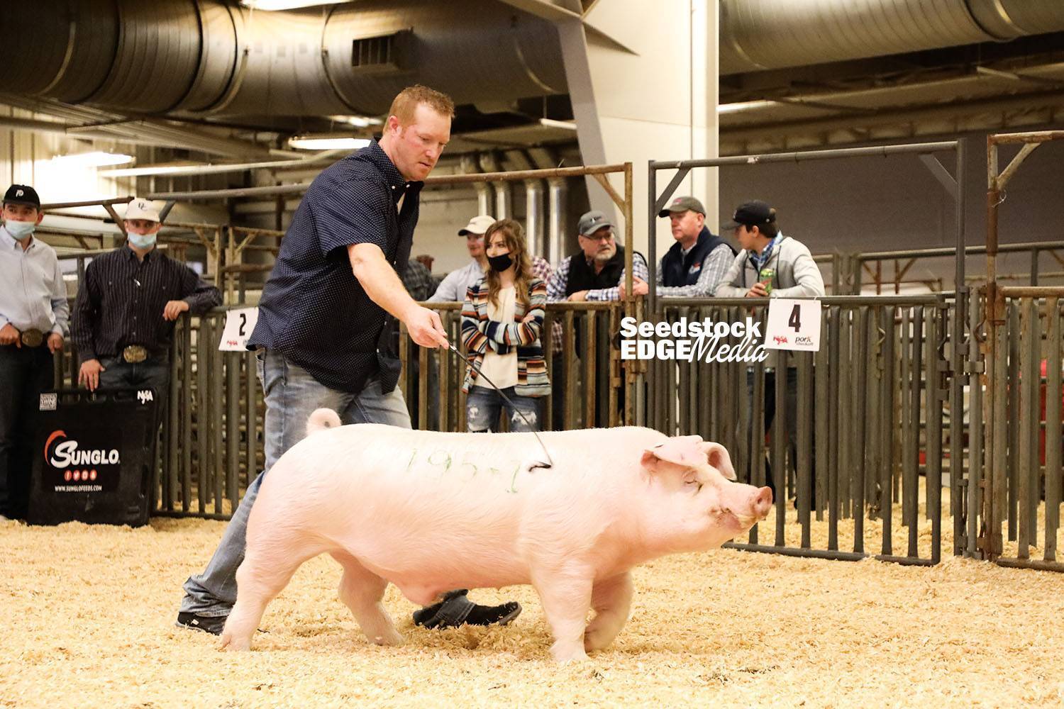 2021 Southwest Type Conference Landrace Show | National Swine Registry