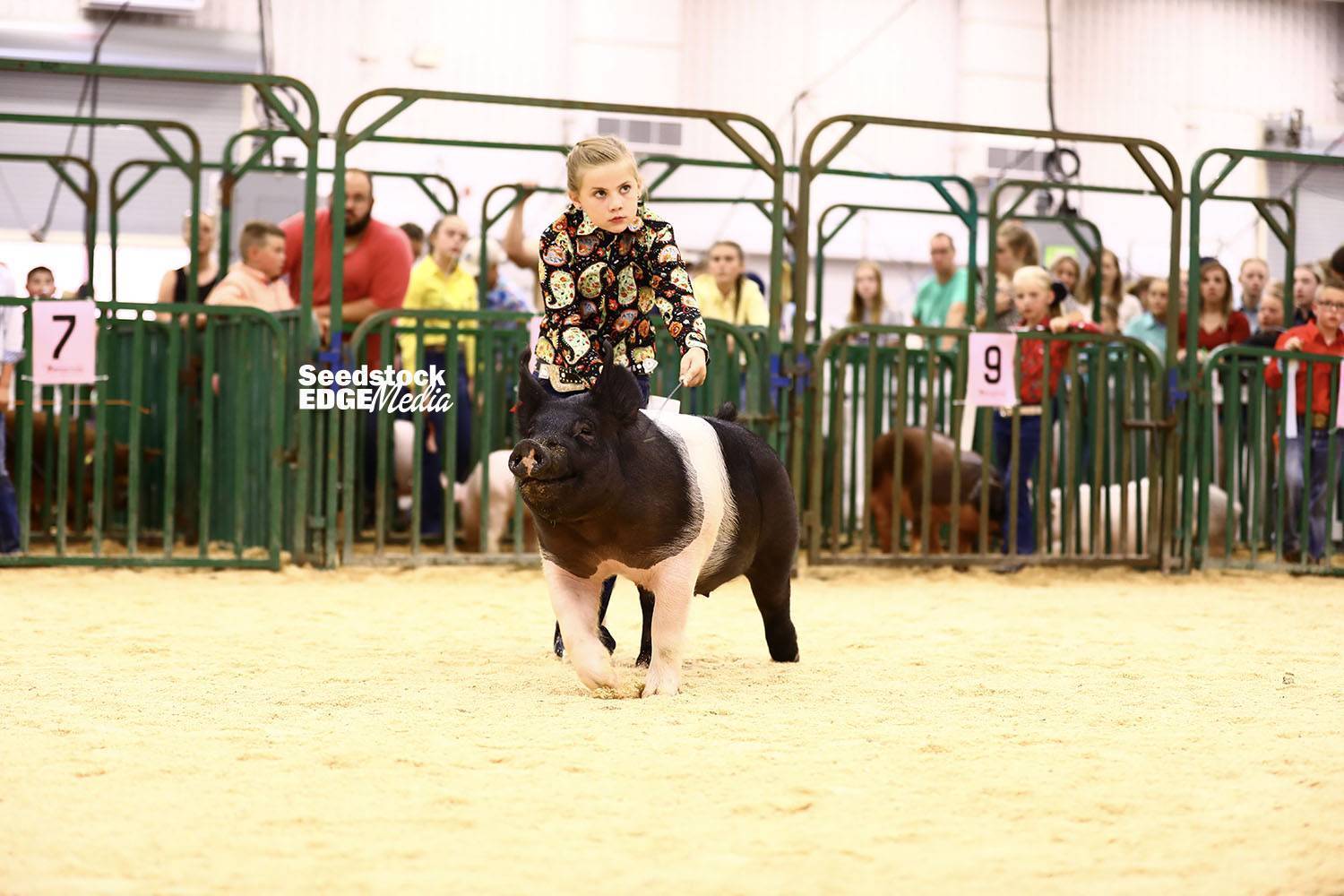 2021 The Exposition Junior Show Novice Showmanship | National Swine ...